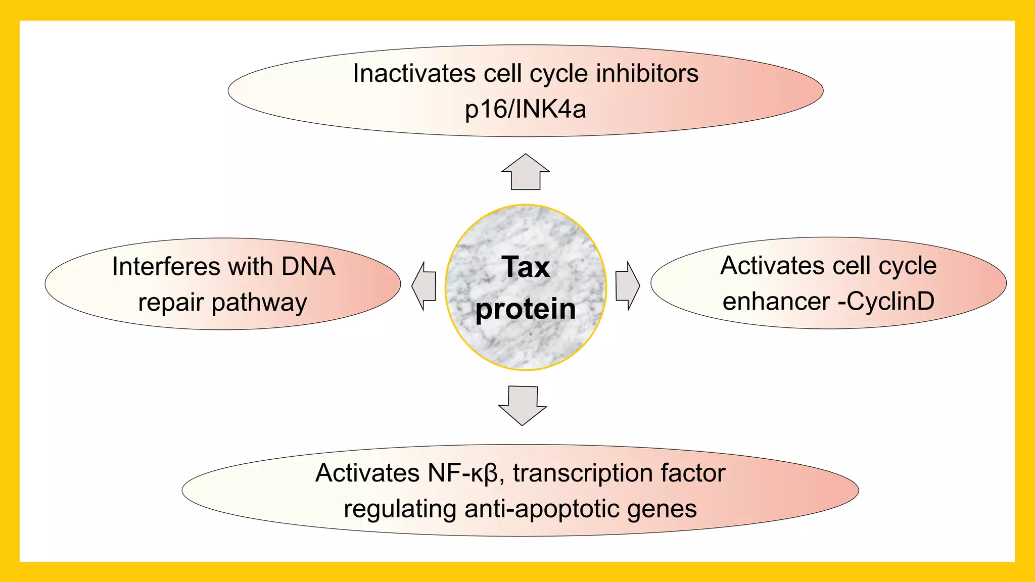 Oncogenic viruses | PPTX