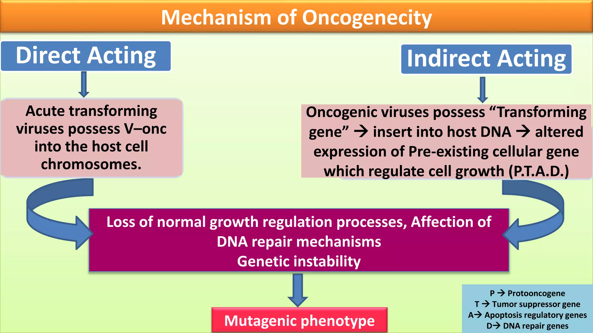 Oncogenic Viruses | PPTX