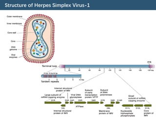 Oncolytic Herpes Simplex Virus.pdf