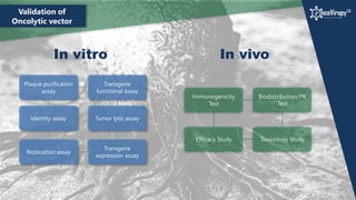 Oncolytic Virus Therapy Development - Creative Biolabs | PPTX | Cancer ...