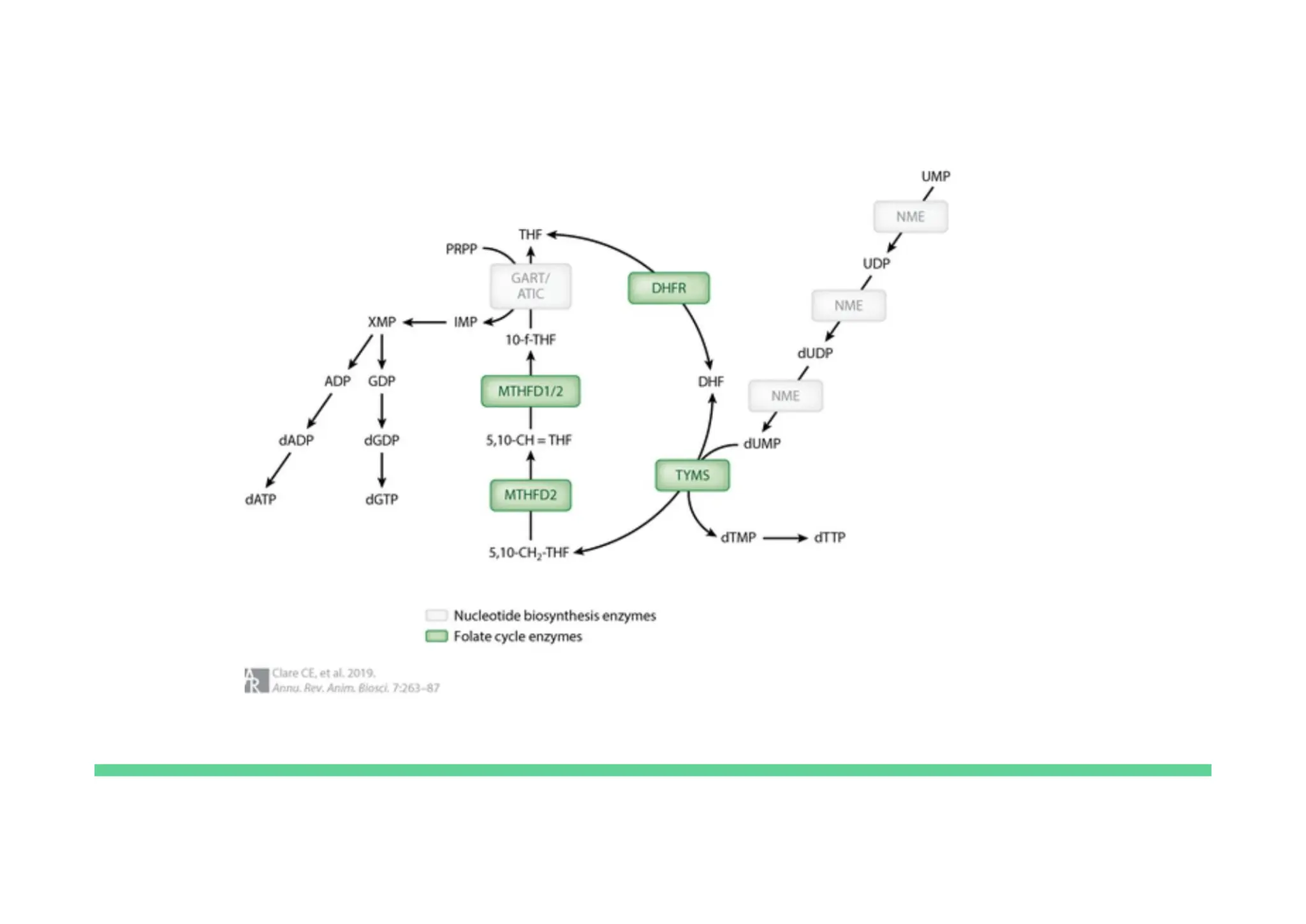 One Carbon Groups in Biochemistry and their role | PDF
