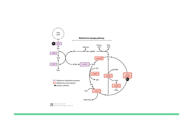 One Carbon Groups in Biochemistry and their role | PDF | Chemistry ...