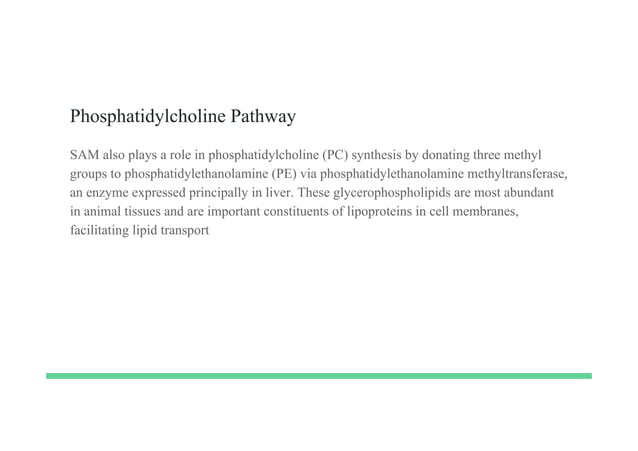 One Carbon Groups in Biochemistry and their role | PDF | Chemistry ...