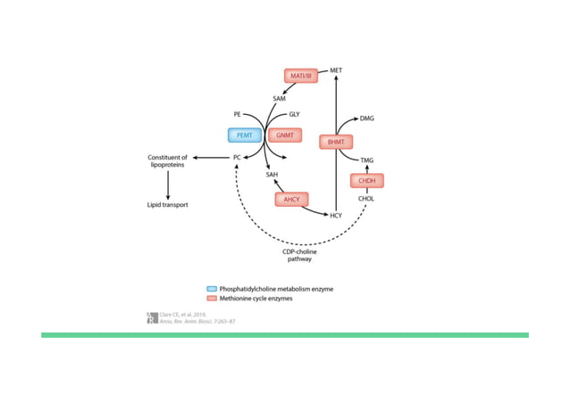 One Carbon Groups in Biochemistry and their role | PDF | Chemistry ...