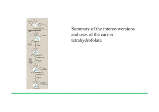 One Carbon Groups in Biochemistry and their role | PDF