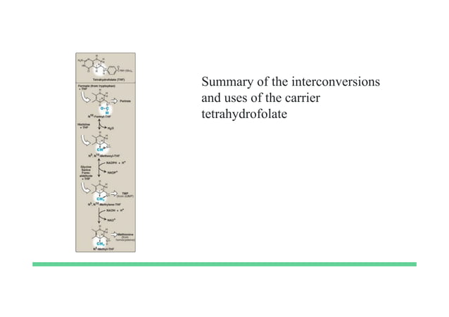 One Carbon Groups in Biochemistry and their role | PDF | Chemistry ...