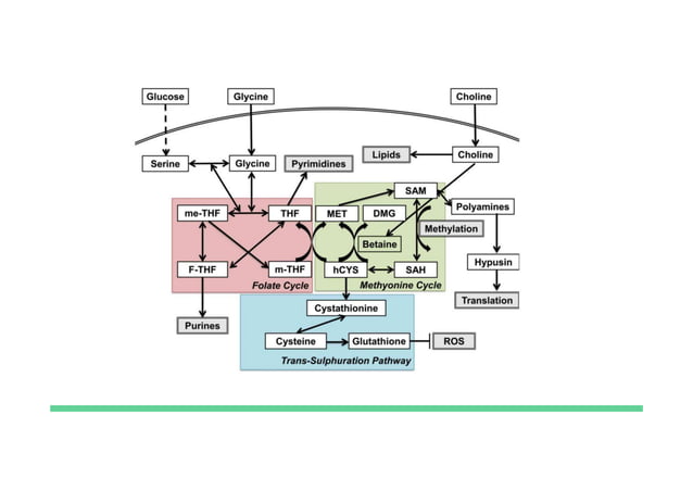 One Carbon Groups in Biochemistry and their role | PDF | Chemistry ...