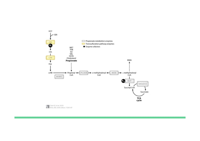 One Carbon Groups in Biochemistry and their role | PDF | Chemistry ...