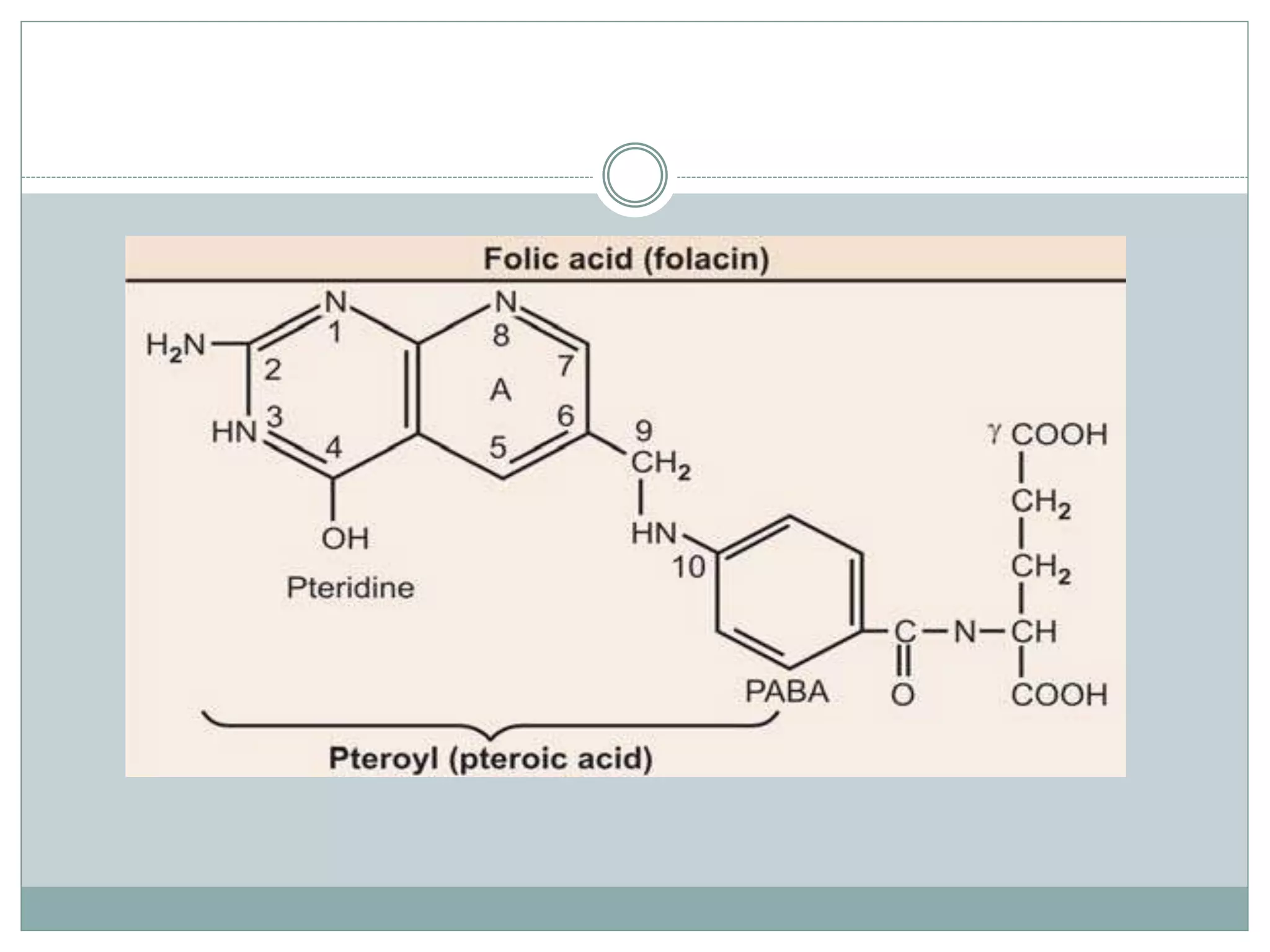 One carbon metabolism | PPTX