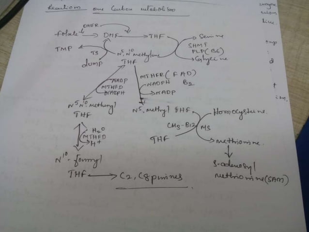 One carbon metabolism | PPTX | Chemistry | Science