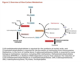 One carbon metabolism | PPTX