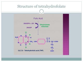 One carbon metabolism | PPTX