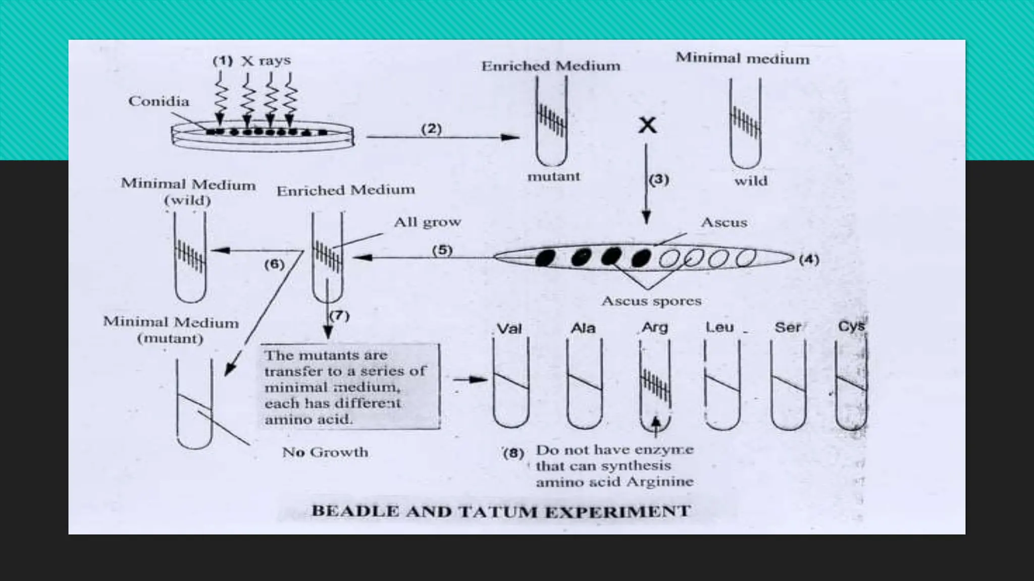 One Gene One Enzyme Theory.pptxvhvhfhfhfhf | PPTX