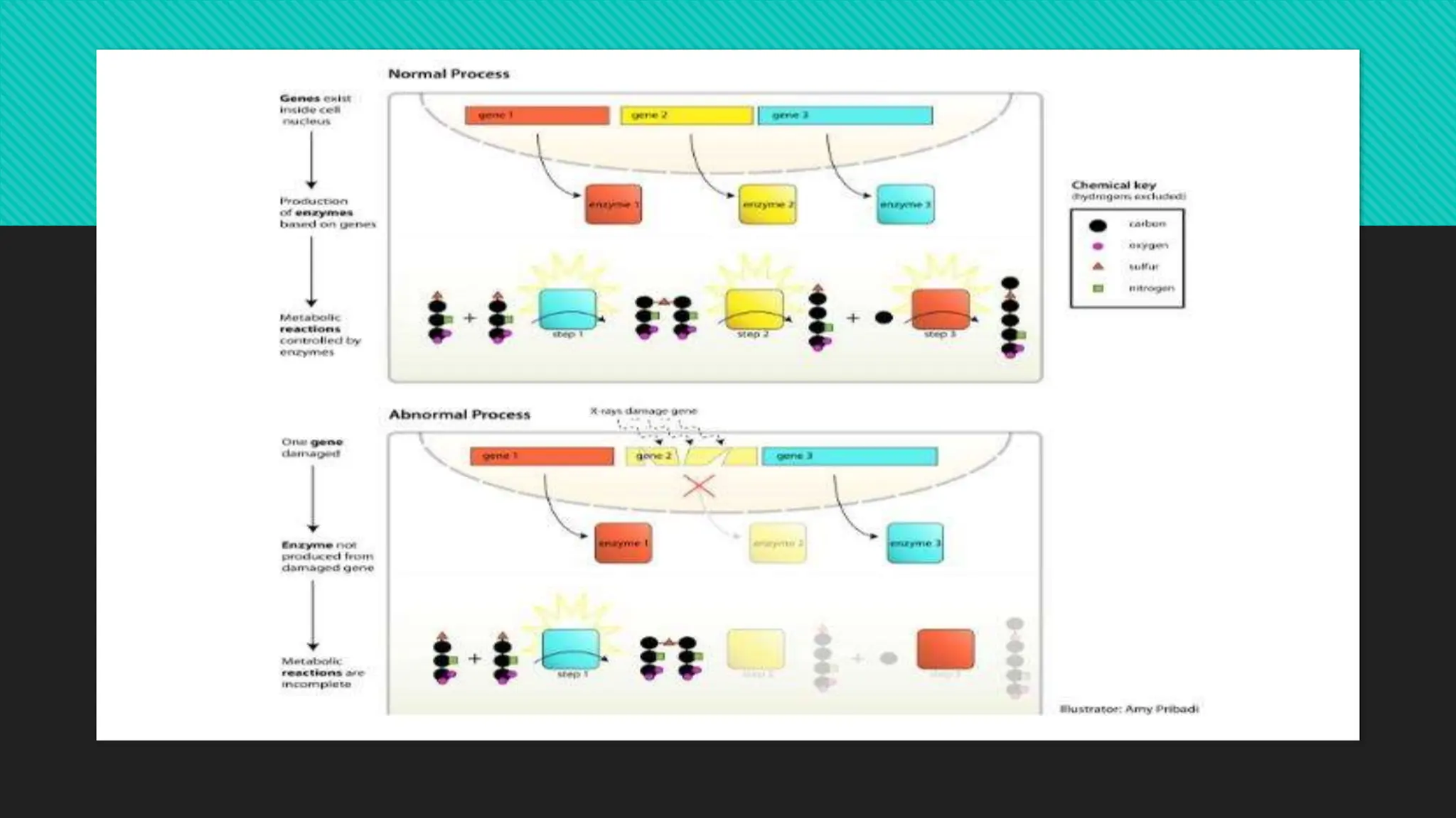 One Gene One Enzyme Theory.pptxvhvhfhfhfhf | PPTX