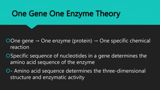 One Gene One Enzyme Theory.pptxvhvhfhfhfhf | PPTX