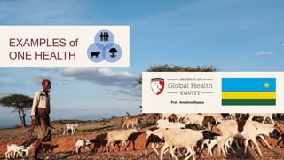 One Health in action: Perspectives from 10 years in the field | PDF