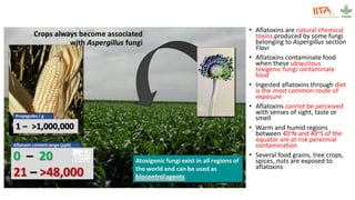 Aflasafe as a Climate-Smart Technology for Food Safety and One Health ...