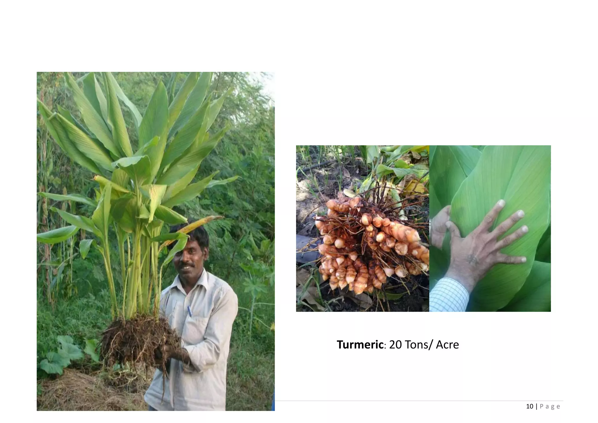 One hectare feasibility study with forward | PDF
