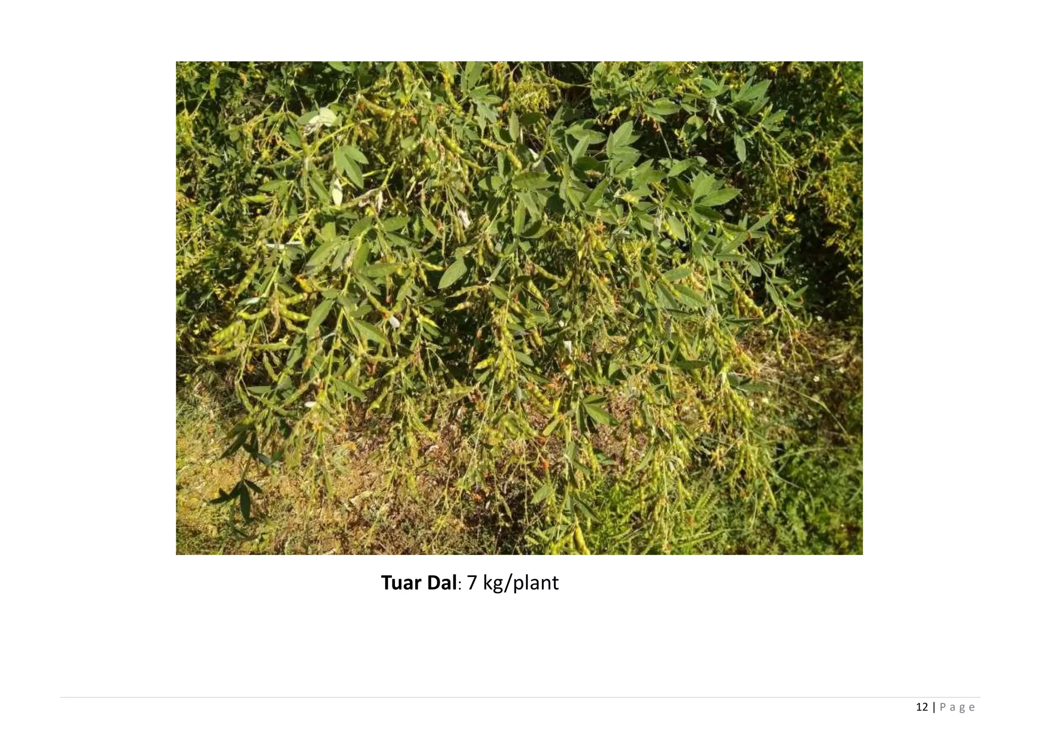 One hectare feasibility study with forward | PDF