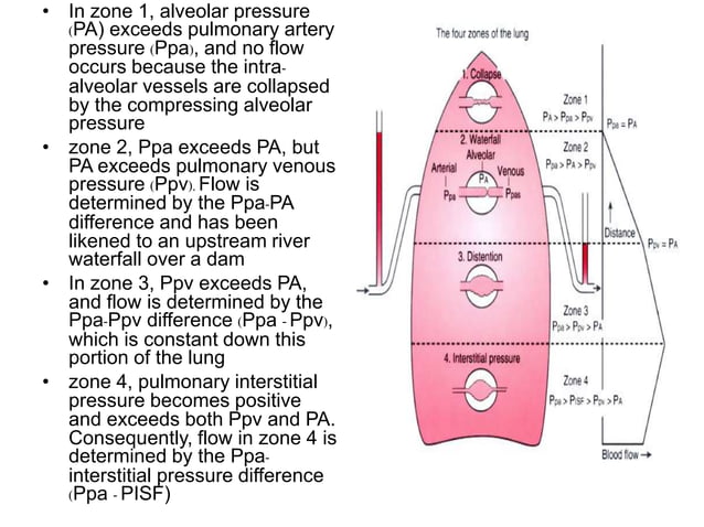 One lung ventilation | PPT