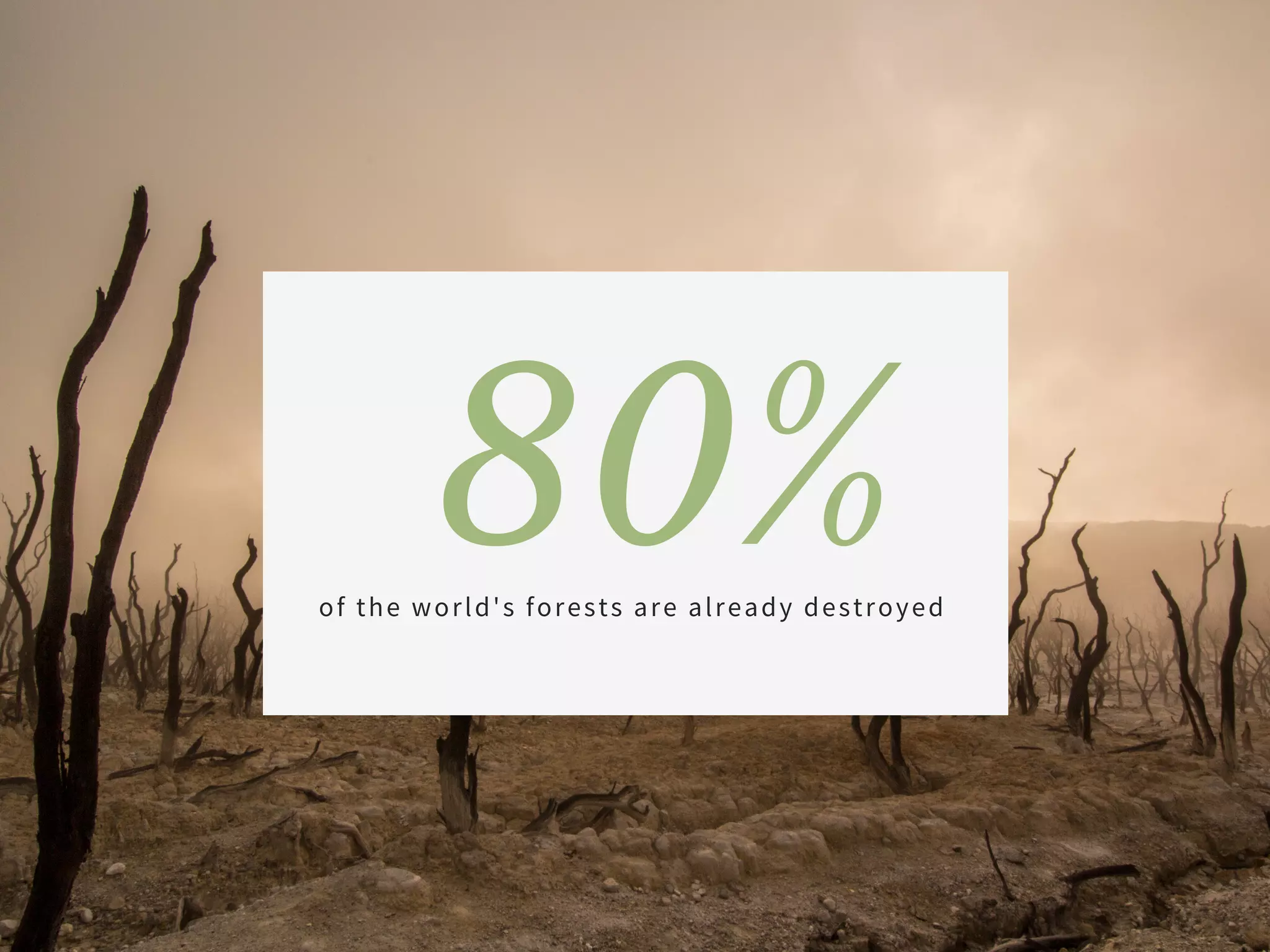 10 Shocking Facts About Deforestation - One Tree Planted | PPT