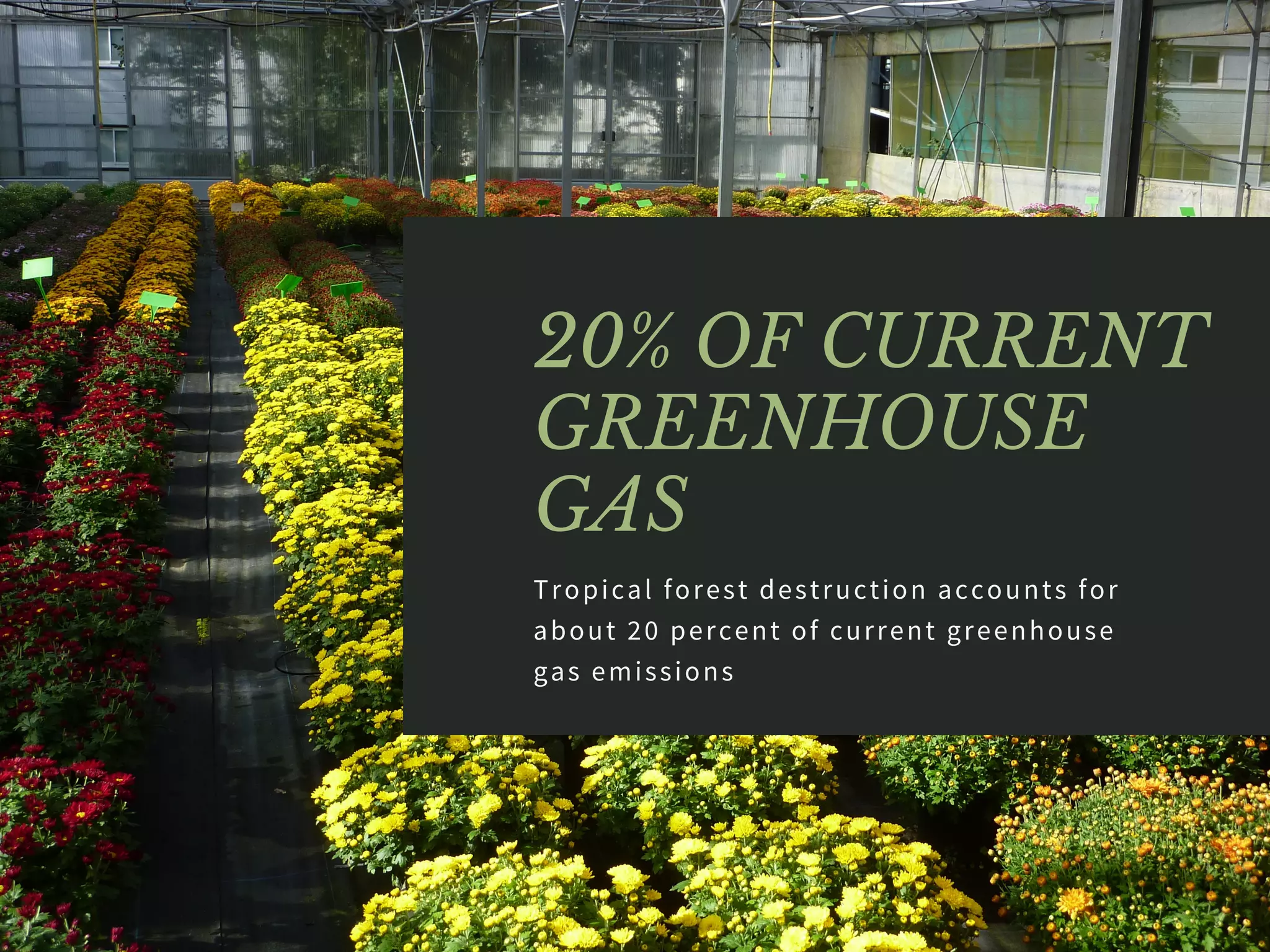 10 Shocking Facts About Deforestation - One Tree Planted | PDF