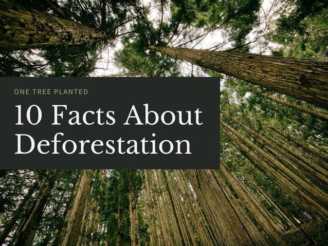 10 Shocking Facts About Deforestation - One Tree Planted | PPT