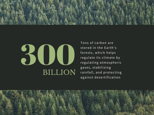 10 Shocking Facts About Deforestation - One Tree Planted | PPT