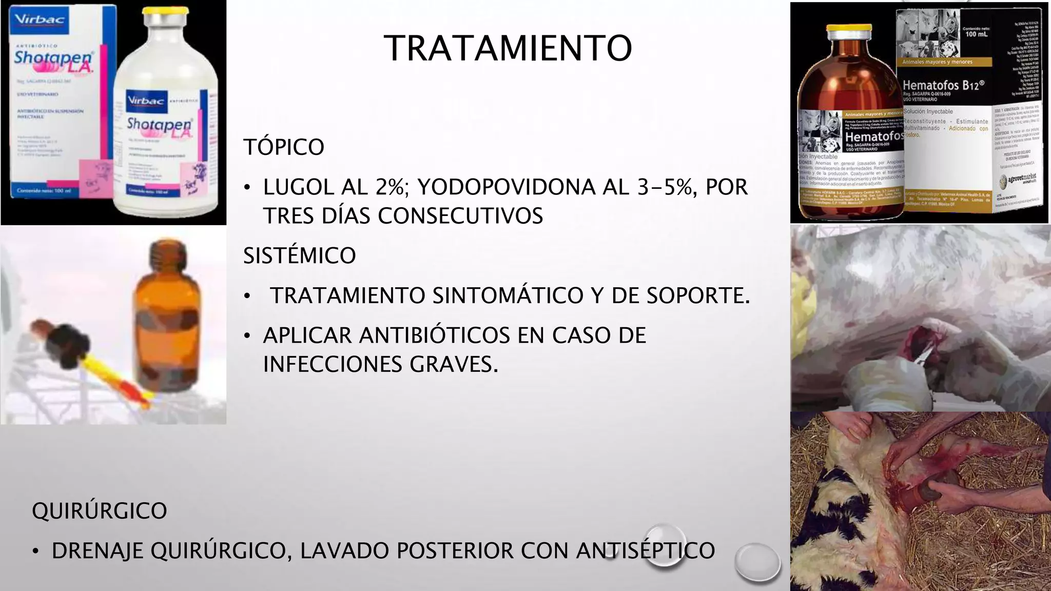 Onfalitis | PPTX | Medical Health