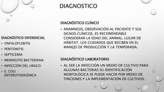 Onfalitis | PPTX