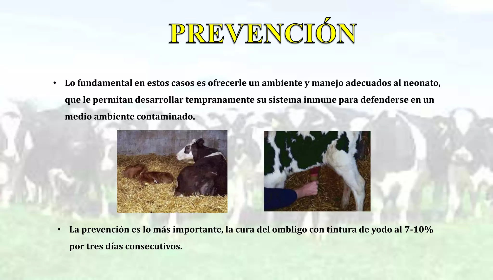 Onfalitis neonatal-bovina | PPTX