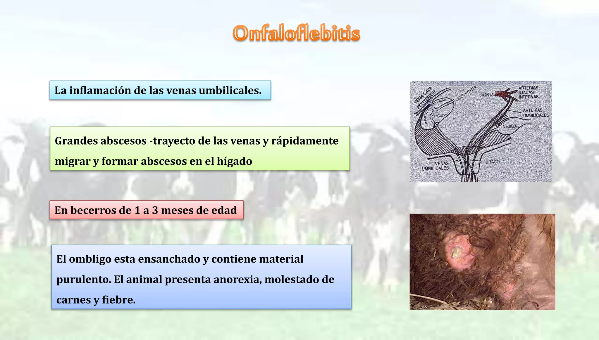Onfalitis neonatal-bovina | PPTX