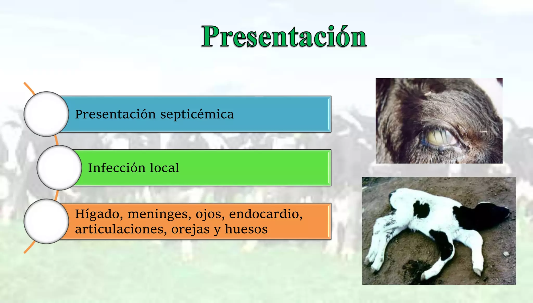 Onfalitis neonatal-bovina | PPTX