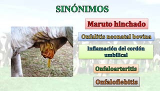 Onfalitis neonatal-bovina | PPTX