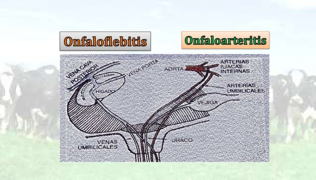 Onfalitis neonatal-bovina | PPTX