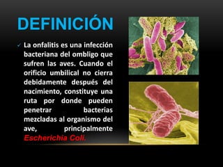 Onfalitis aviar | PPTX