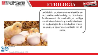 Onfalitis aviar.pdf