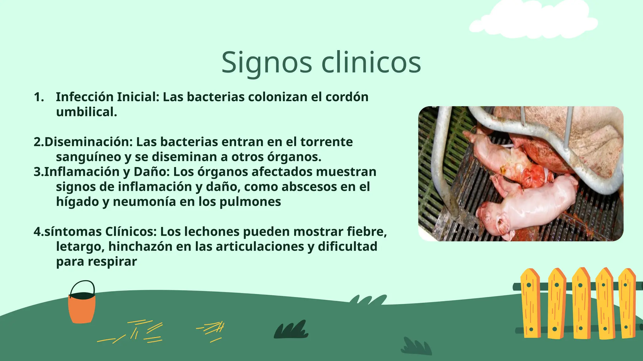 Onfalitis en cerdos veterinaria mvz cerdos | PPTX