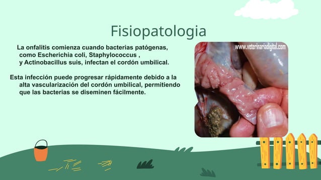 Onfalitis en cerdos veterinaria mvz cerdos | PPTX