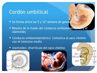 Onfalitis final diagnostico oportuno.pptx
