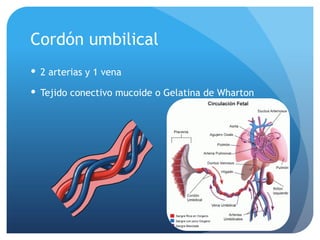Onfalitis final diagnostico oportuno.pptx
