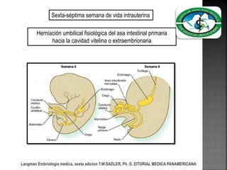 ONFALOMESENTERICO.pptx