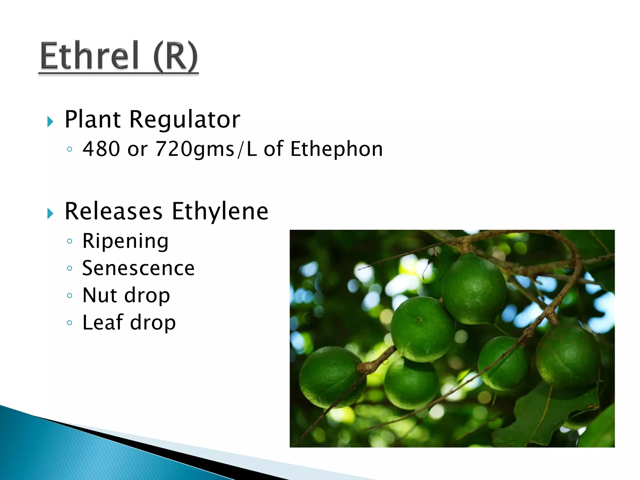 On farm innovations that increase production ethrel use in macadamia ...
