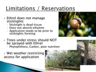 On farm innovations that increase production ethrel use in macadamia ...