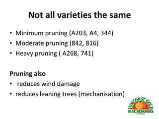 On farm innovations that increase production innovative young macadamia ...