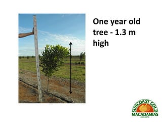 On farm innovations that increase production innovative young macadamia ...