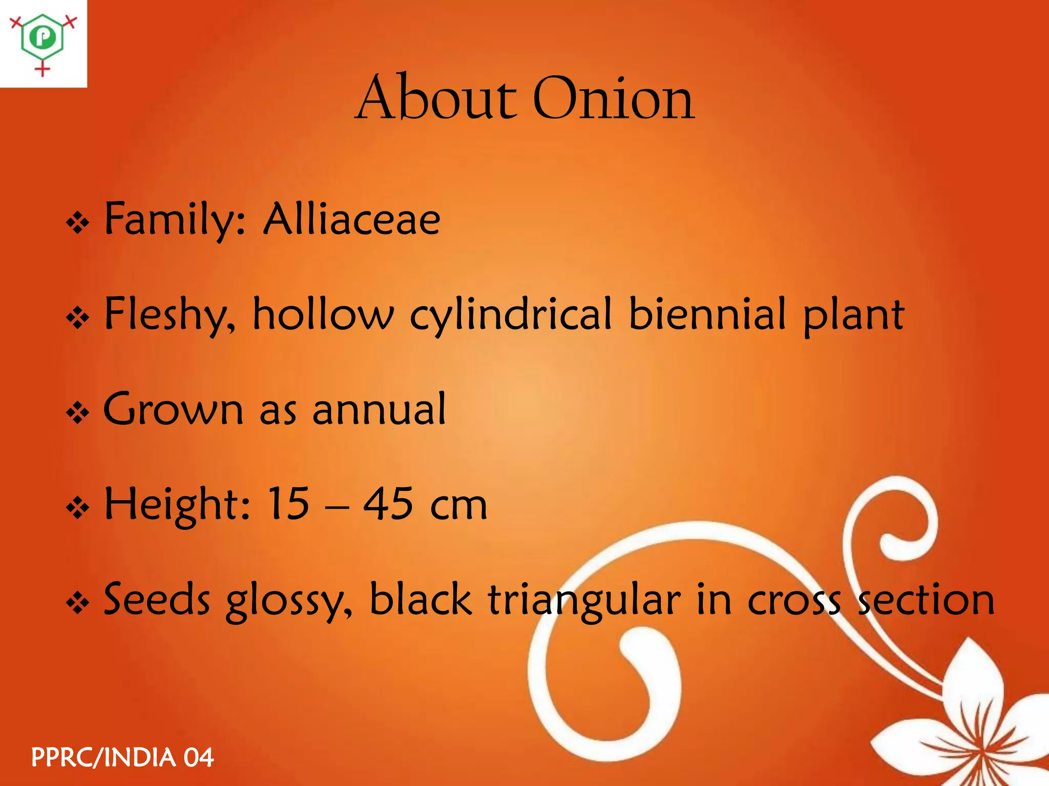 Onion | PDF