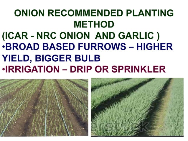ONION STORAGE ENGINEERING AND TECHNOLOGY | PPTX | Agriculture | Industries