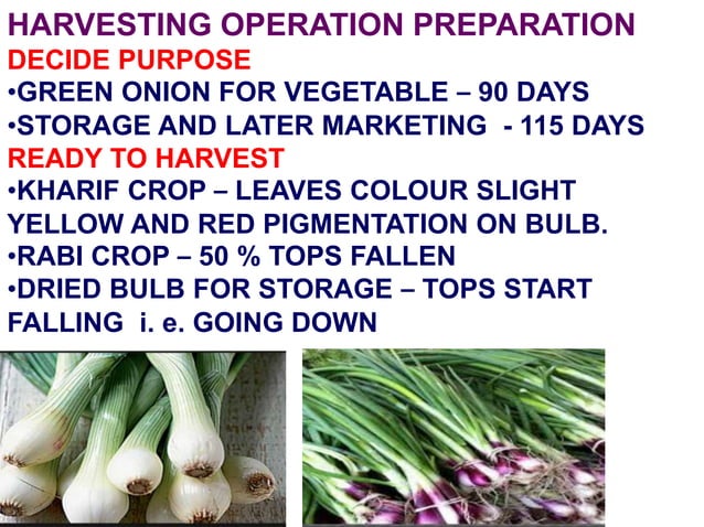 ONION STORAGE ENGINEERING AND TECHNOLOGY | PPTX | Agriculture | Industries