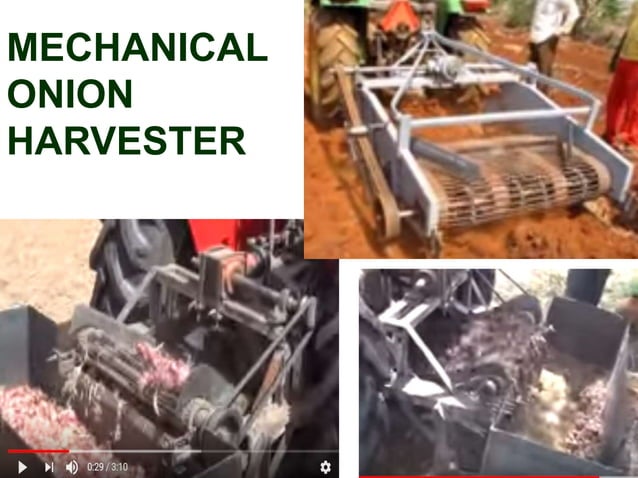 ONION STORAGE ENGINEERING AND TECHNOLOGY | PPTX | Agriculture | Industries